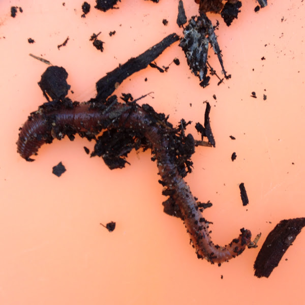 earthworm | Project Noah
