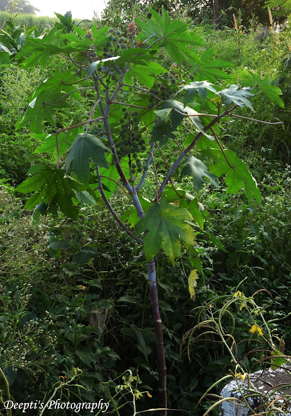 Castor oil plant | Project Noah