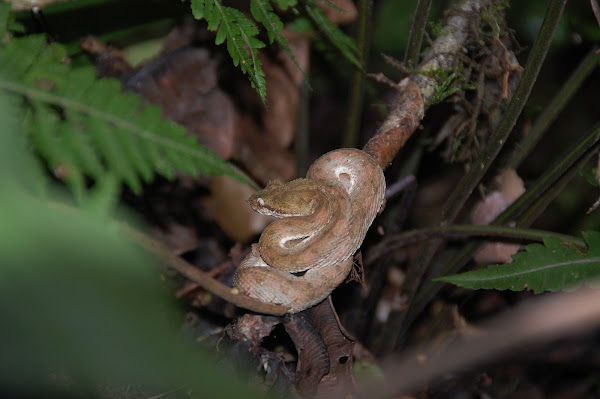 Pit Viper | Project Noah