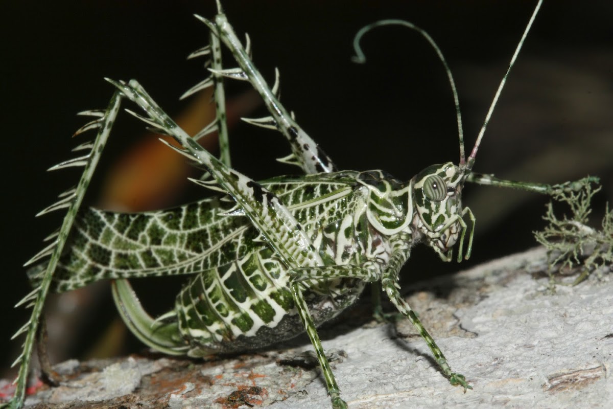 Lichen Katydid | Project Noah