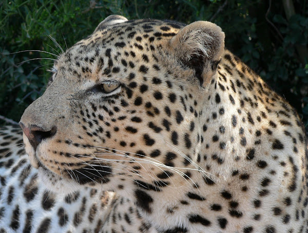 Leopard | Project Noah