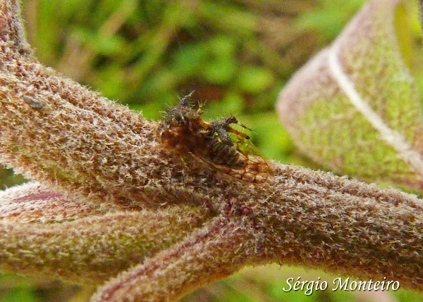 Membracid Treehopper | Project Noah