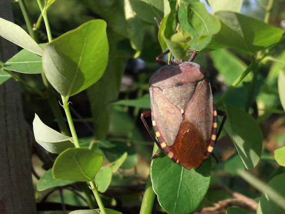 Stink bug, shield bug | Project Noah