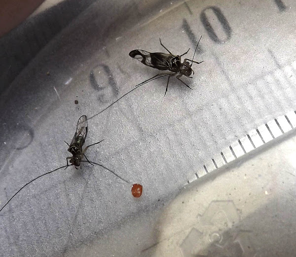 Bark Lice | Project Noah