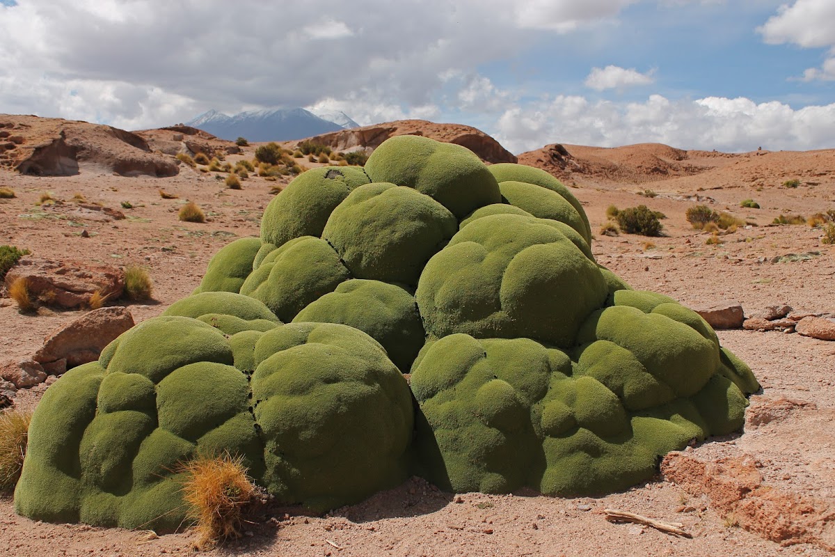 Yareta | Project Noah