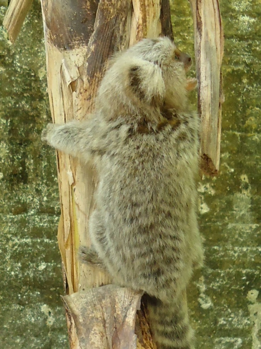 Sagui de Tufo Branco / Sagui / Sauim / Soim | Project Noah
