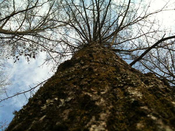 Oak Tree | Project Noah