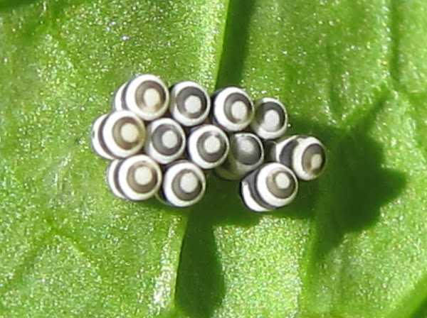 Harlequin Cabbage Bug Eggs | Project Noah