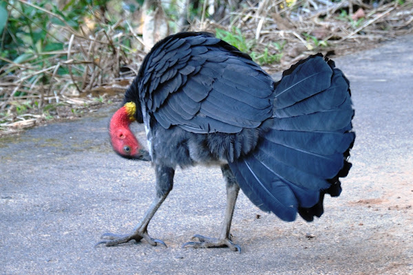 Australian Brush Turkey | Project Noah