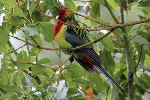 Eastern Rosella | Project Noah