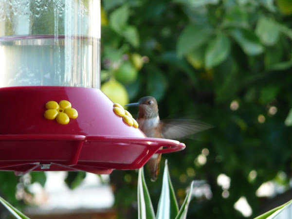 Allen's Hummingbird | Project Noah