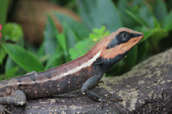 Forest Crested Lizard | Project Noah