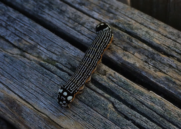 Two-headed Caterpillar | Project Noah