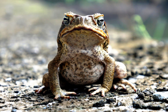 Cane Toad, Giant Marine Toad, Giant Toad, Marine Toad | Project Noah