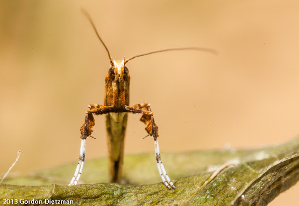 Caloptilia Moth | Project Noah