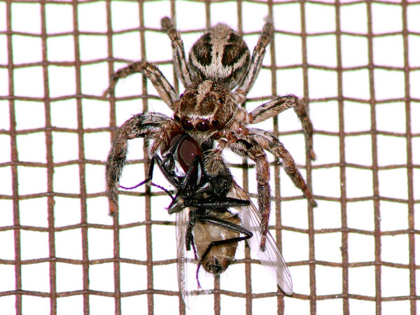 Jumping Spider | Project Noah