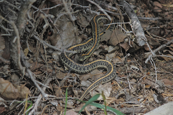 Plains Garter Snake | Project Noah