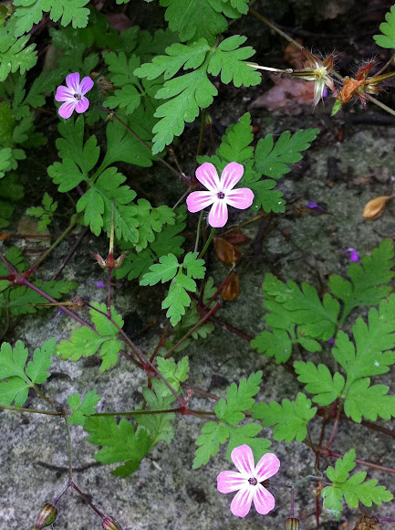 Herb Robert | Project Noah