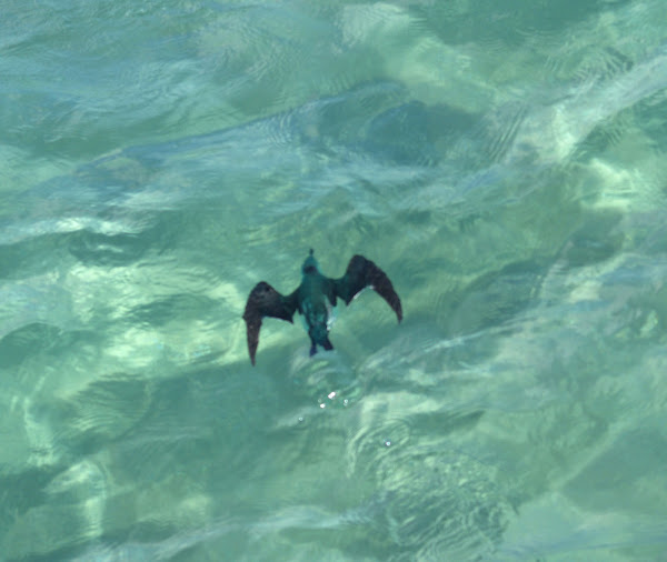 Razorbill | Project Noah