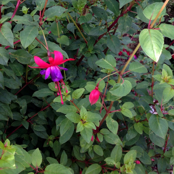 Fuchsia | Project Noah