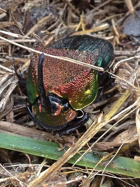 Rainbow Scarab ♂ | Project Noah