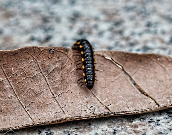 Cyanide Millipede | Project Noah