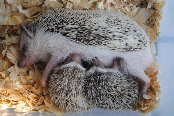 Four-toed hedgehog(Domestic) | Project Noah