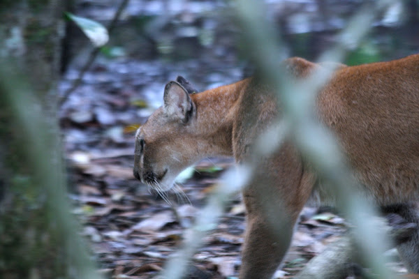 Costa Rican cougar | Project Noah