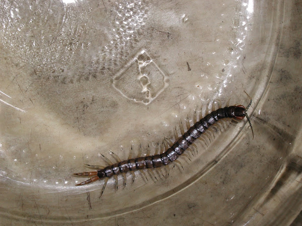 Red-headed centipede | Project Noah