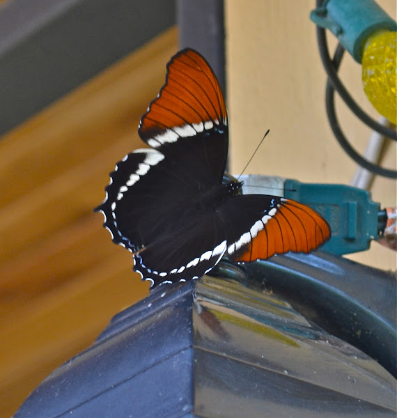 Rusty-tipped Page Butterfly | Project Noah