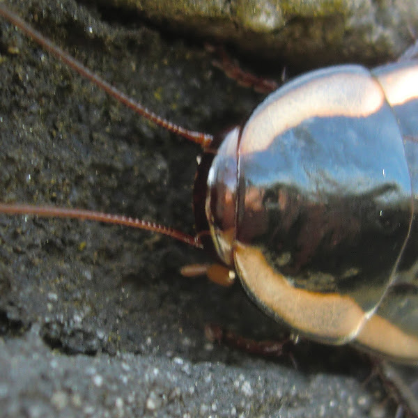 Shining cockroach | Project Noah