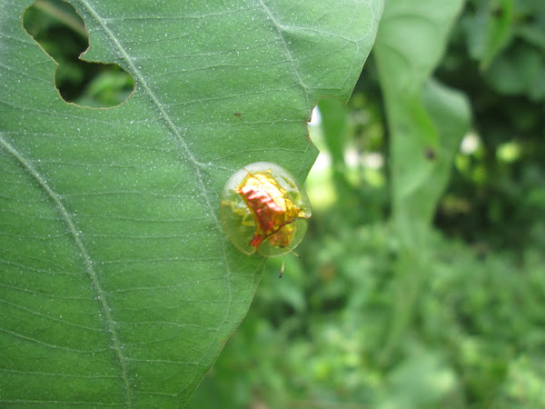 Golden Tortoise Beetle | Project Noah