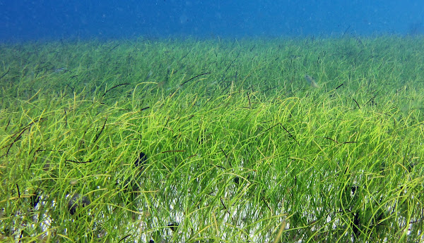 Manatee Grass | Project Noah