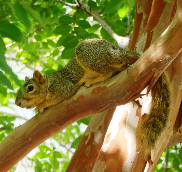 Fox Squirrel | Project Noah