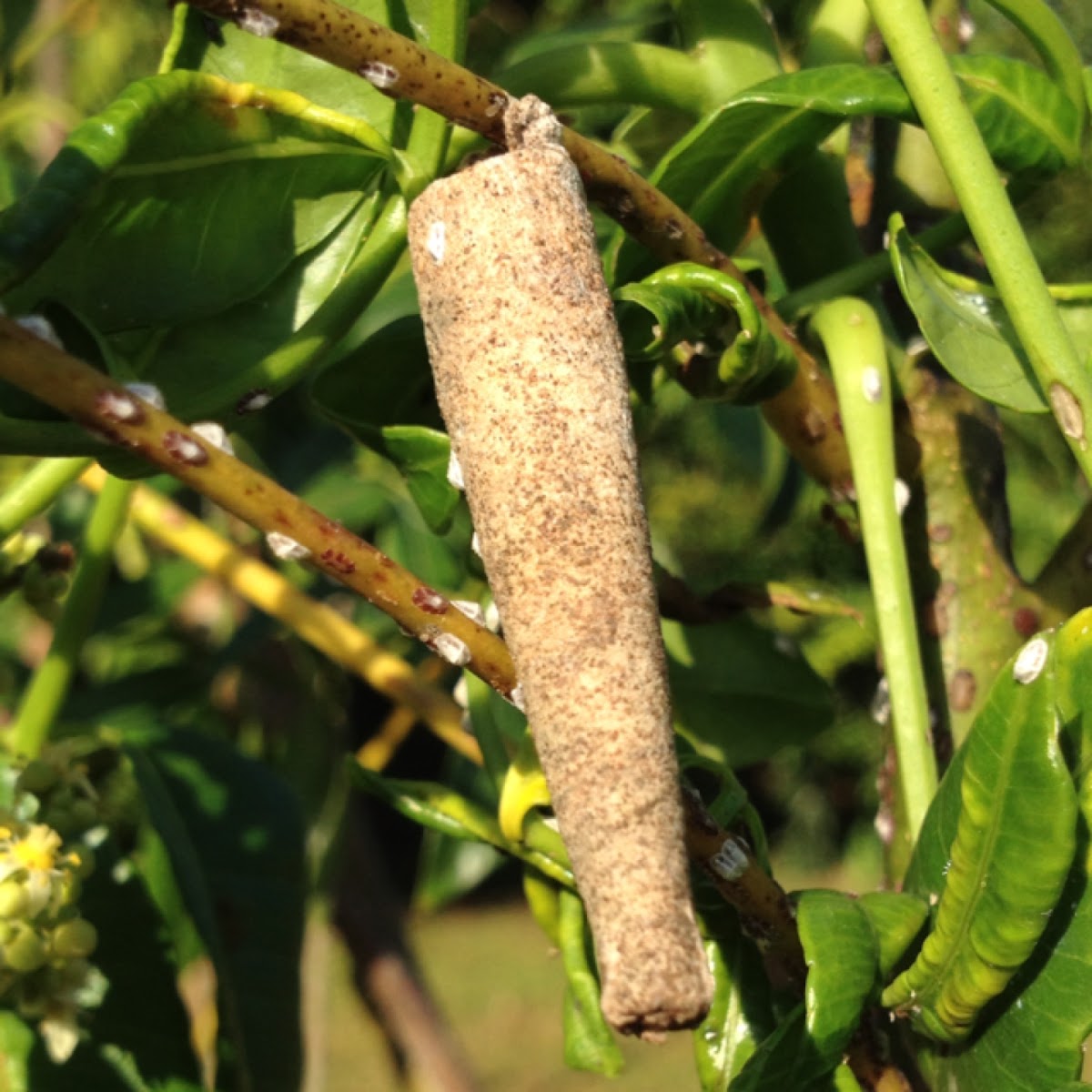 Moth cocoon | Project Noah