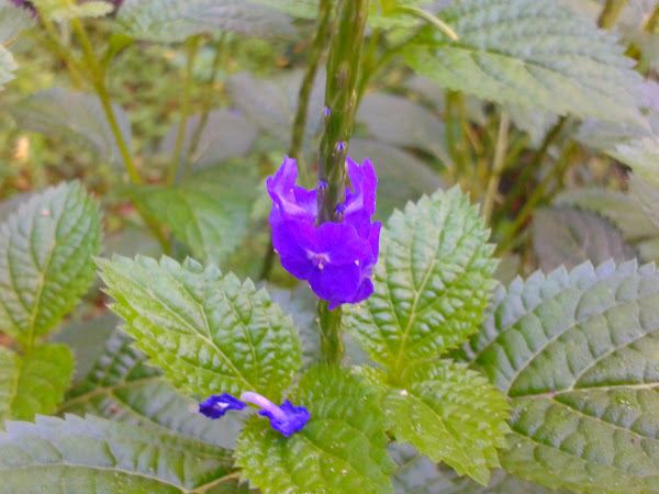 blue snakeweed flower | Project Noah