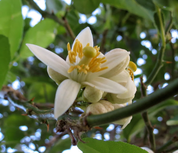 Key lime blossoms | Project Noah