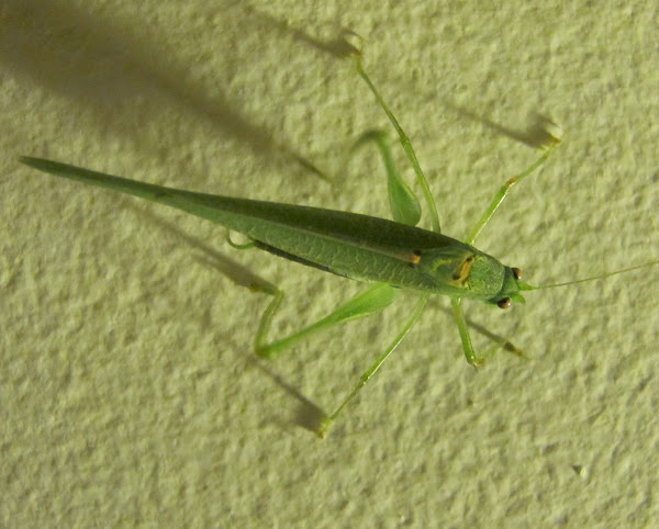 Fork-tailed Bush Katydid | Project Noah
