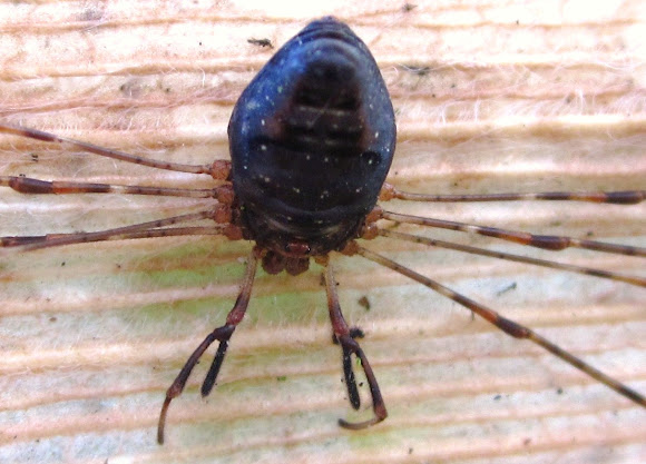 harvestmen | Project Noah