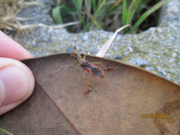 Leafhopper Assassin Bug | Project Noah