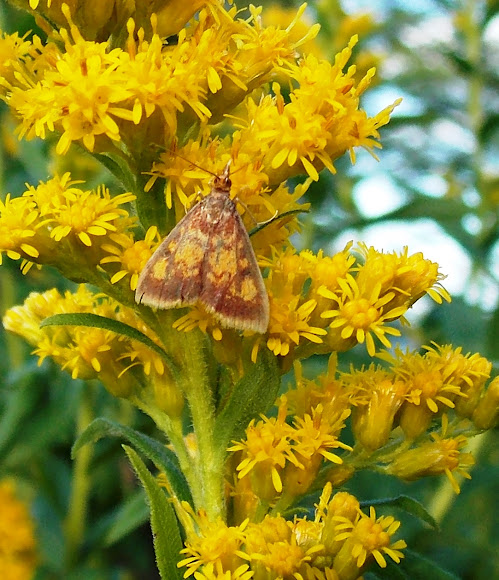 Mint-loving Pyrausta moth | Project Noah