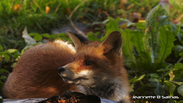 Red fox | Project Noah