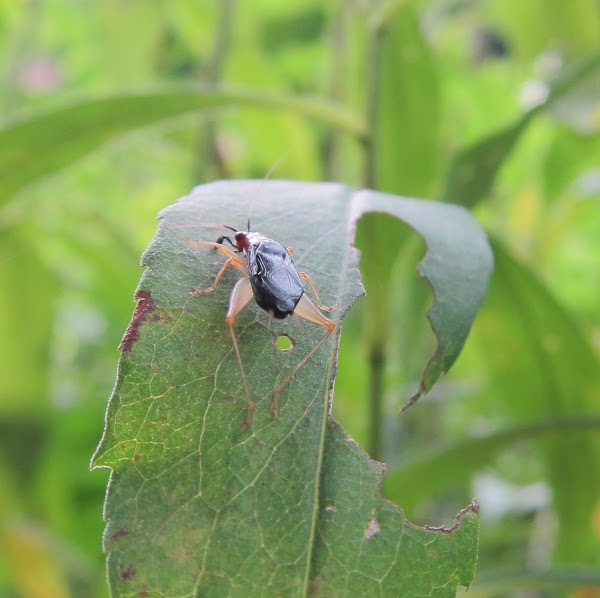 Red-headed Bush Cricket | Project Noah