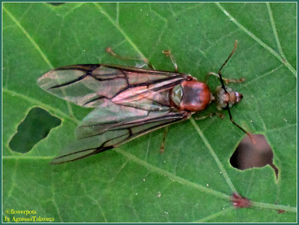 Winged Queen Green Ant | Project Noah