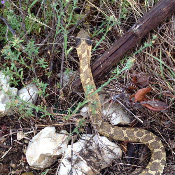 Hognose snake | Project Noah