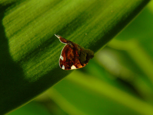 Ricaniid planthopper | Project Noah