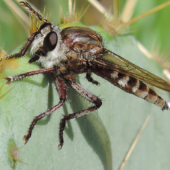 Robber Fly | Project Noah