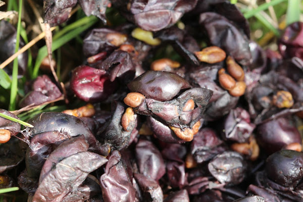 animal droppings | Project Noah