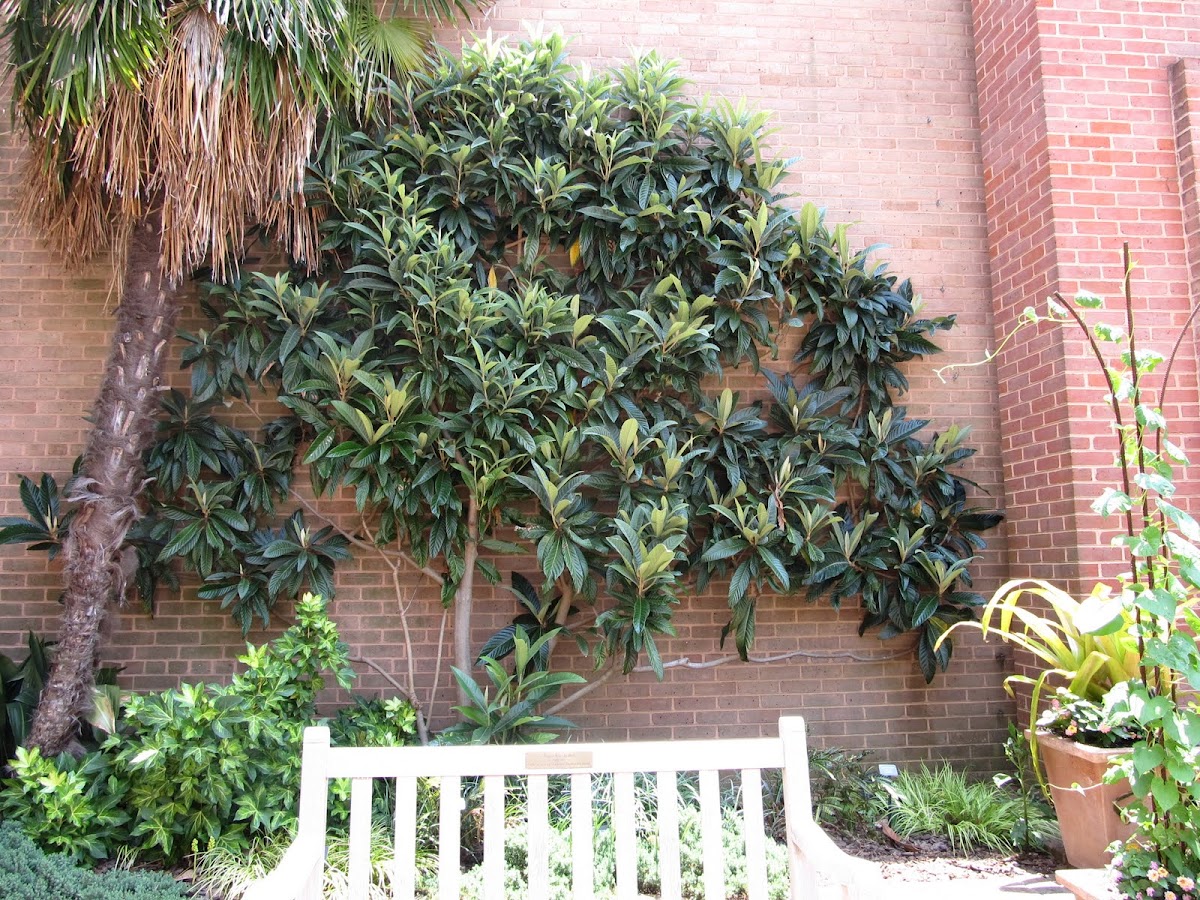 Espalier Magnolia Tree | Project Noah