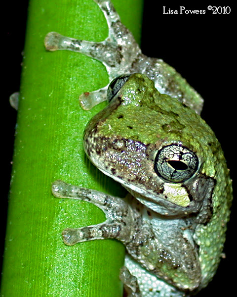 Cope's Gray Treefrog | Project Noah